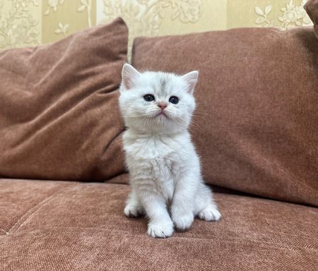 Котенок Шиншила мальчик