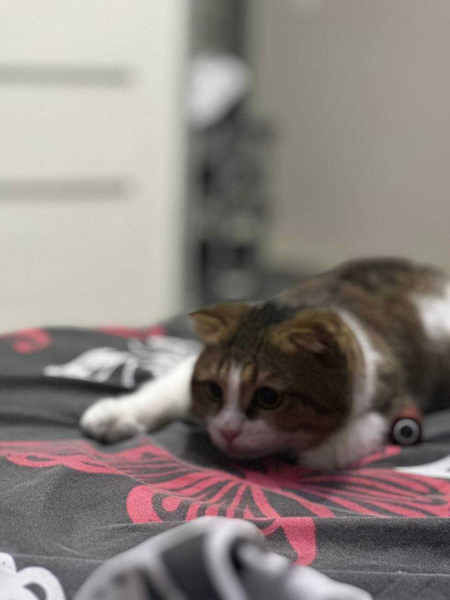 Котенок шотландский