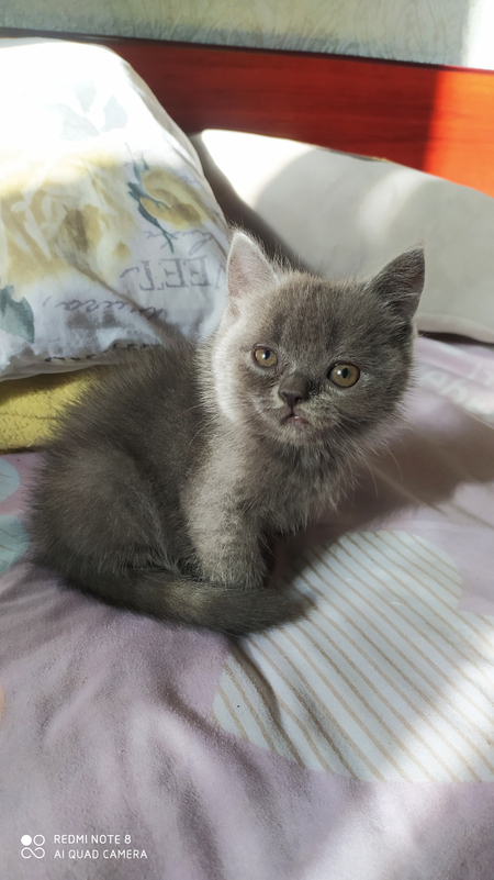 Чистокровные Шотландские котята Страйт