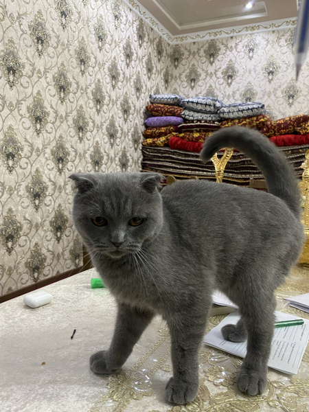 Scotiish fold cat