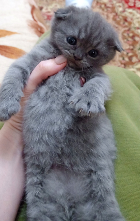 Котенок скотиш фолд голубого окраса