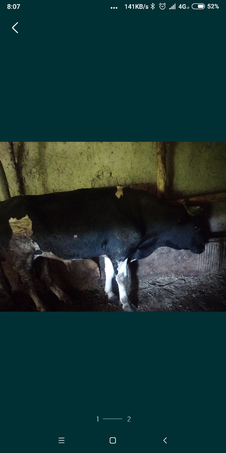 Buqalar sotiladi Yangiyoʼlda