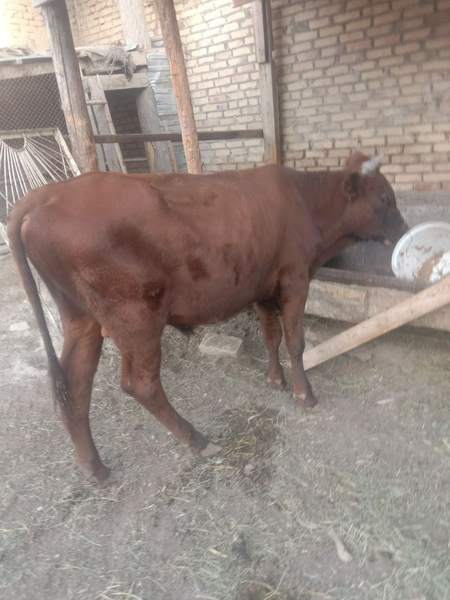 Buqa sotiladi soğlom