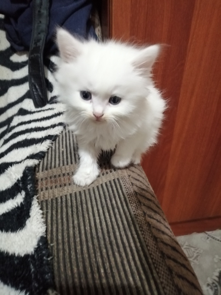 Продаётся котёнок