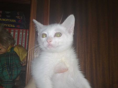 Котятки турецкой ангоры, 2 месяца