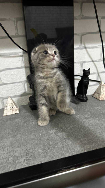 Котенок скоттиш фолд (веслоухий)