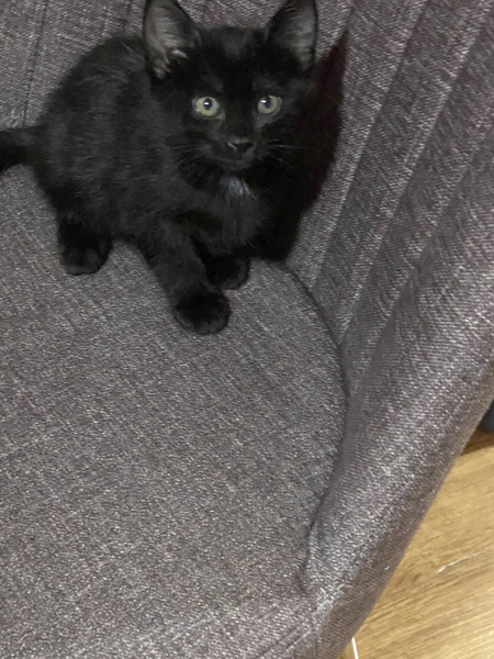Котик 2 месяца