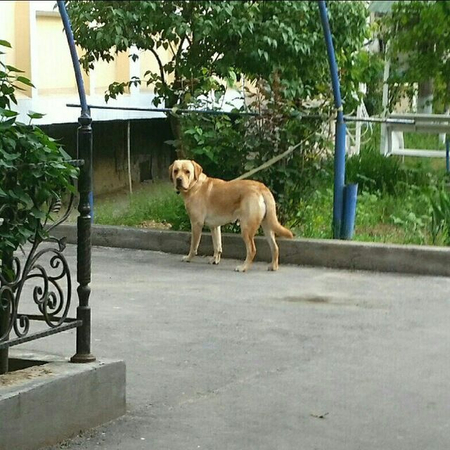 Ищу невесту для вязки палевому Лабрадору