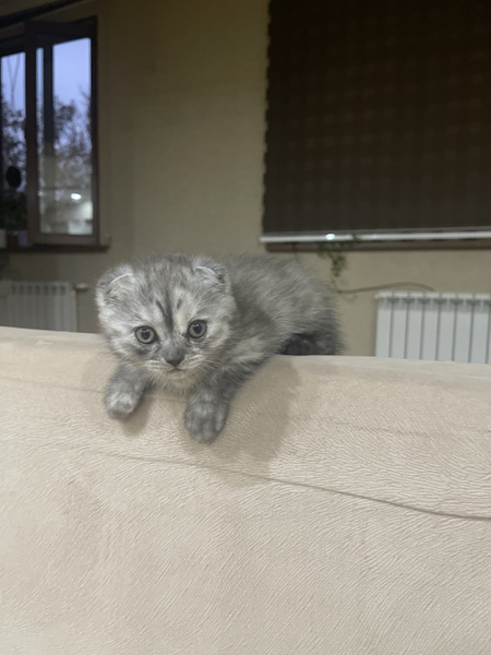 Srochna mushula sotiladi