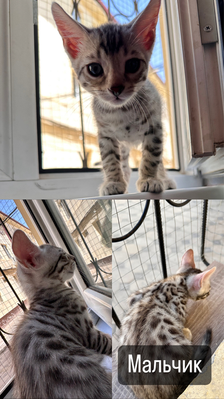 Бенгальские котята