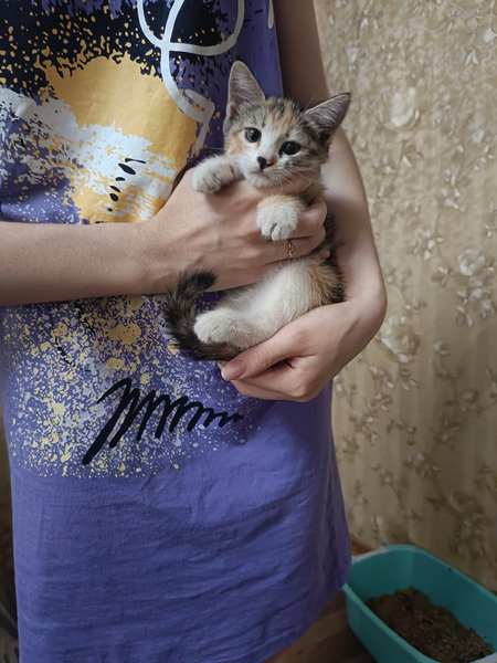 Котенок девочка 1,5 месяца