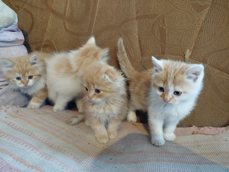Красивые котята в добрые руки