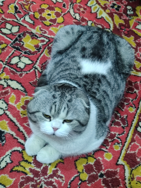Продаётся котёнок фолд.