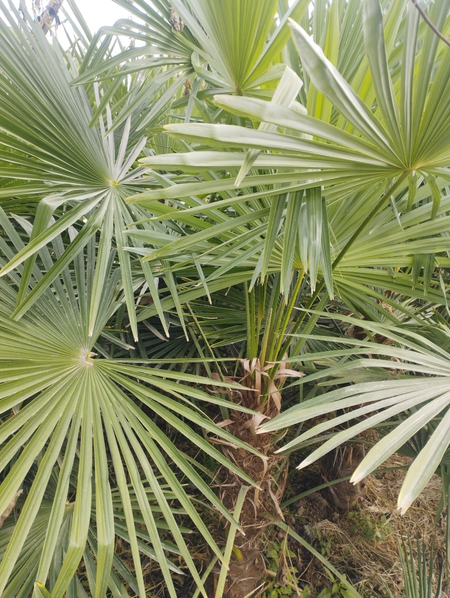Palma gullar sotiladi