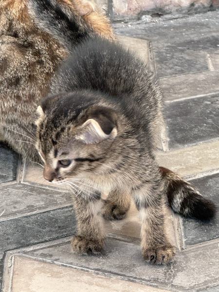 Вислоухие котята