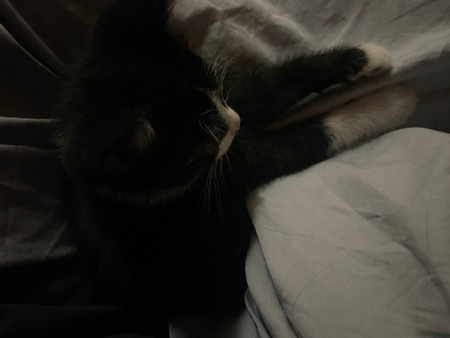 Маленький котенок