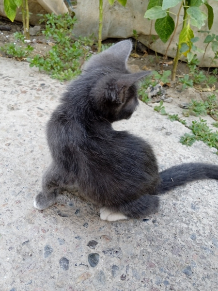 Котенок в хорошие руки
