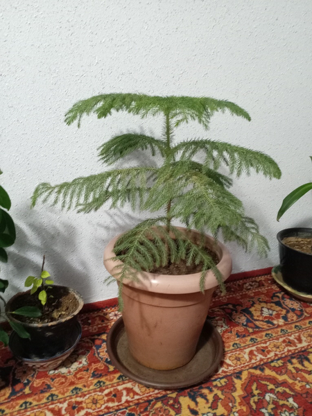 Archa gul sotiladi