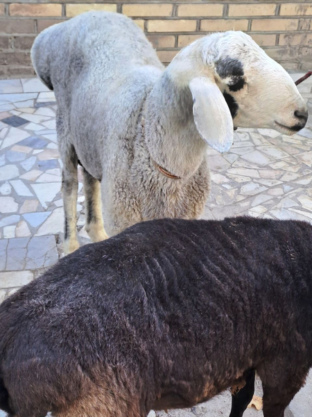 Qõchqorlar sotiladi