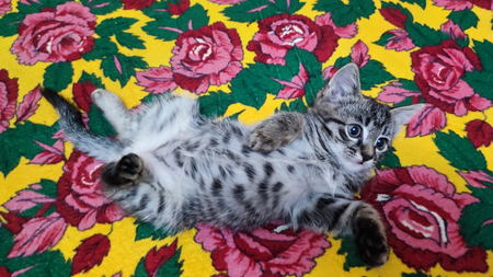 Отдам котят в хорошие руки