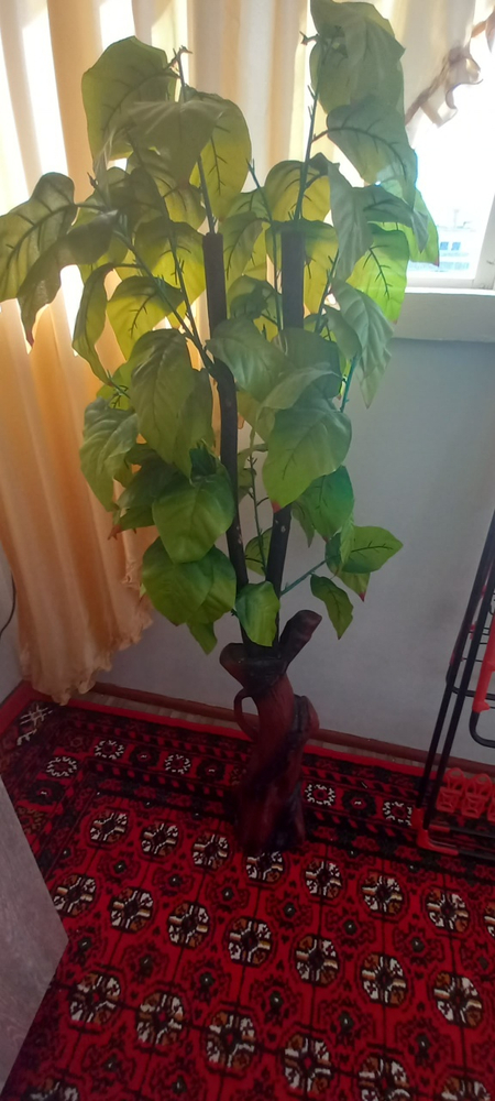 Дарахтли гуллар 4 та