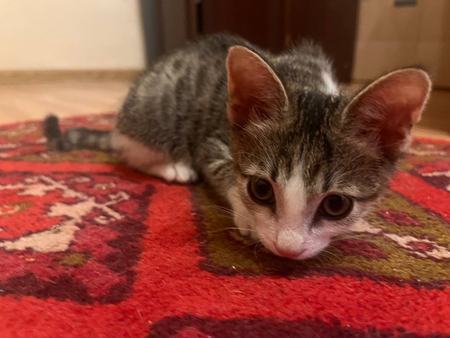 Котенок в хорошие руки