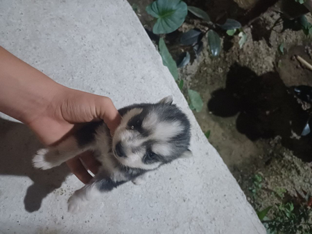 Husky iti 100% toza