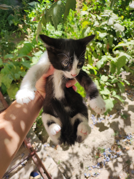 Отдам котят в хорошие руки