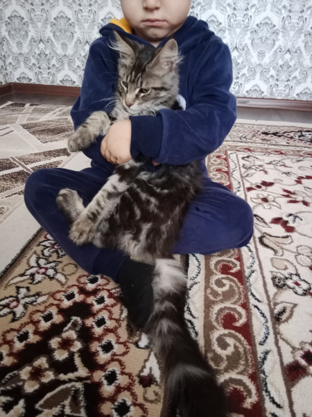 Meyn kun sotiladi