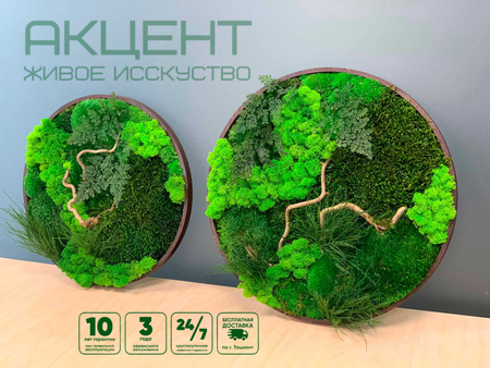 Фитокартины из мха в Ташкенте от компании Акцент