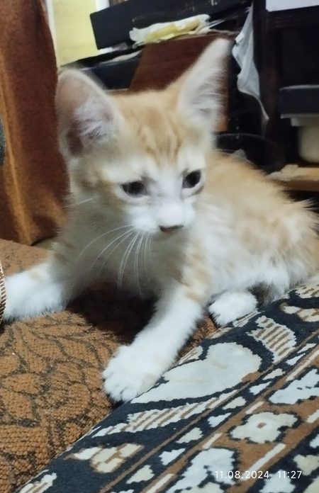 Рыжинький, игривый котенок