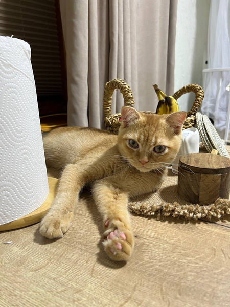 Отдам кота бесплатно в хорошие добрые руки