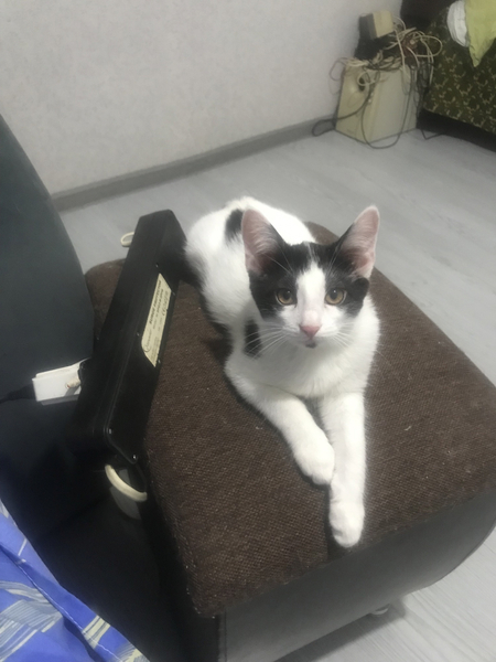 Отдам котенка в добрые и ответсвенные руки!!!