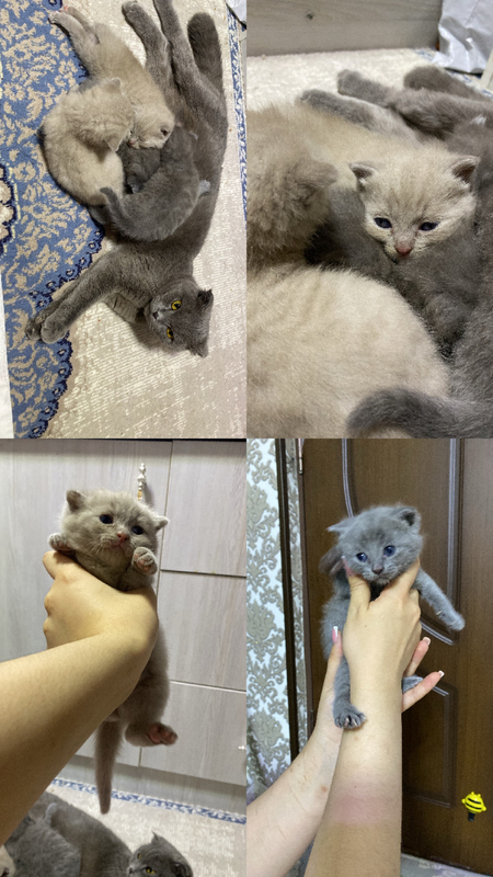 Котята продоются