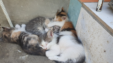 Отдаем котят в добрые руки
