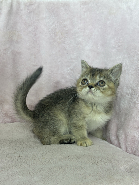Скоттиш страйт котята