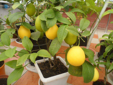 limon, apelsin, mandarin, kumkuva, kuchatlari ishonchli 100%