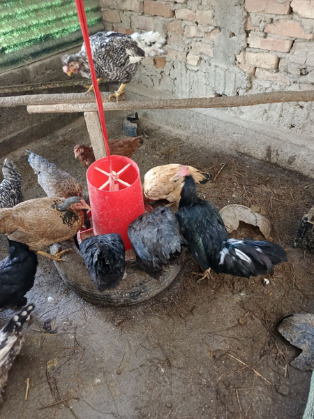 Продаются куры