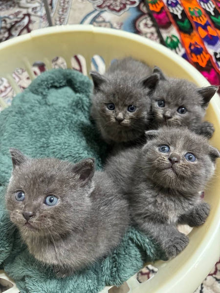 Mushkular sotiladi. Продаётся котёнки
