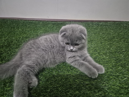 Мушук зотдор скоттиш-фолд угил