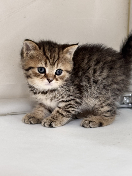 Котенок. мушук болалари породистый
