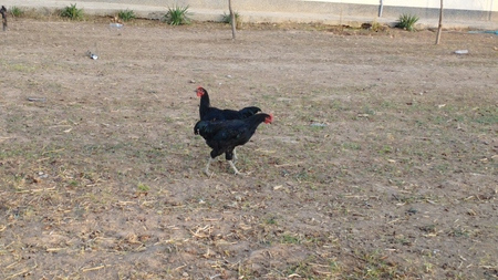 Qora shaxzoda xoʻroz 7 oylik