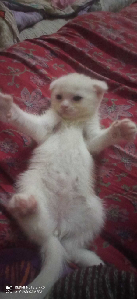 Фолд ва страйк 3