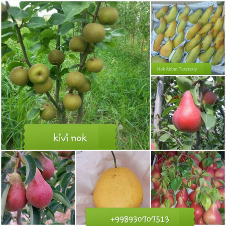 Mevali kuchatlar