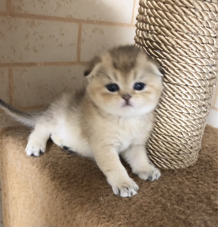 Скоттиш фолд! Девочка!