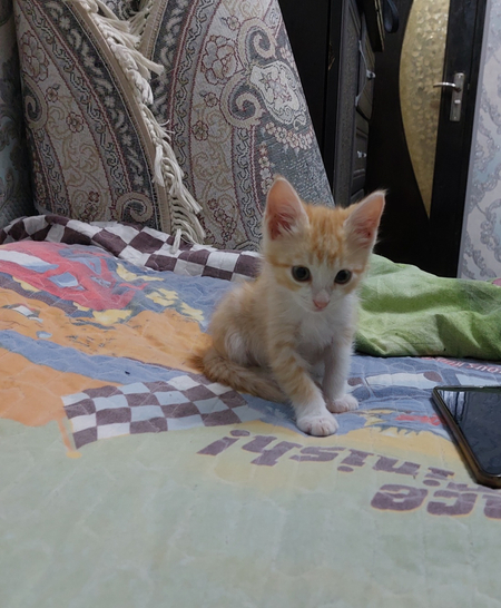 Котёнок ответственные руки