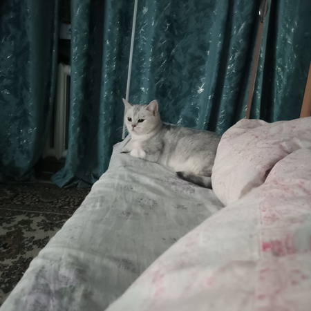 Продаётся шотландская девочка