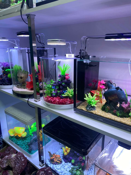 Akvarium Do'koni Magazin Xitoy Akvariumlar Bor