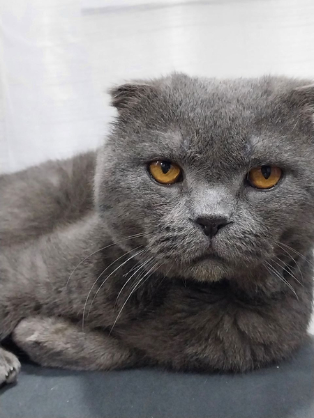 Предлагается  кот на вязку