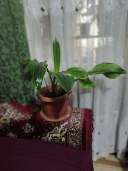 Комнатные растения